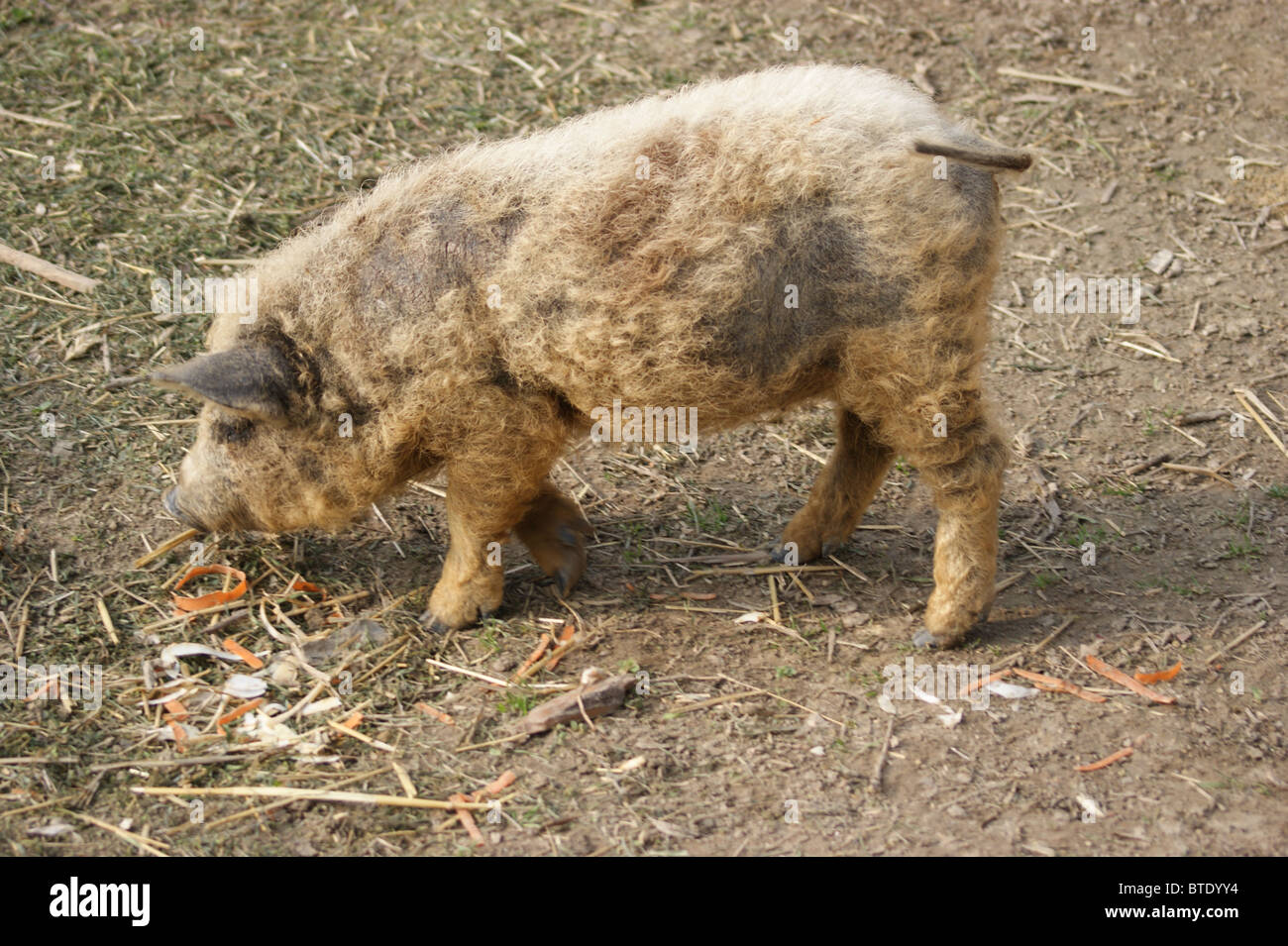 Hungarian mangalitza pig, a very curly haired animal Stock Photo - Alamy