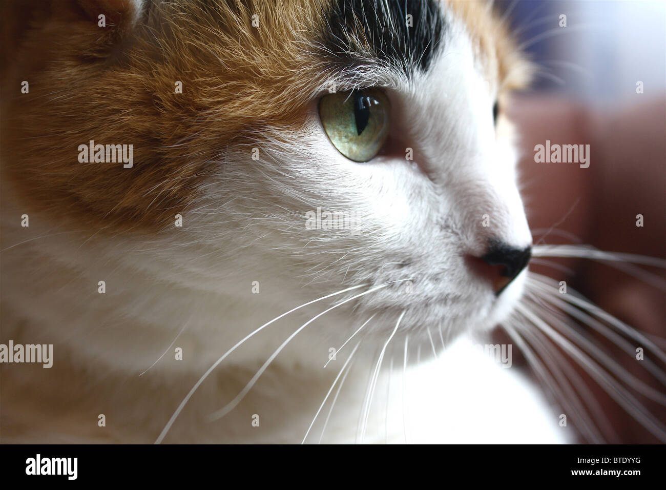 Calico cat face close up Stock Photo - Alamy
