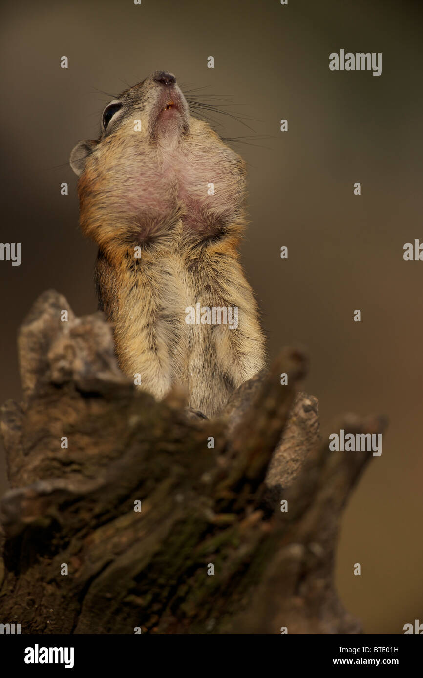 Squirrel with food pouch hi-res stock photography and images - Alamy