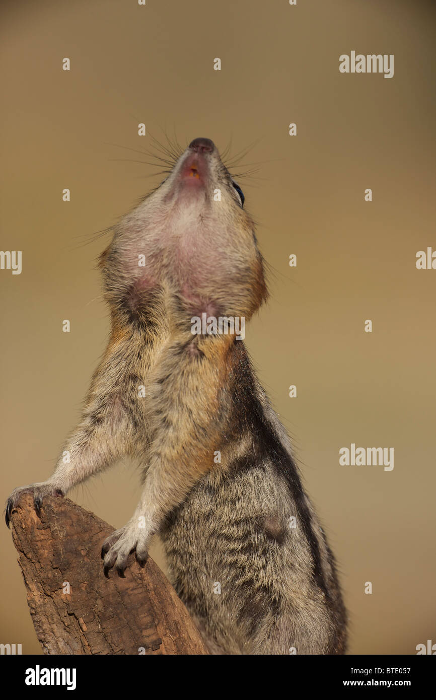 Golden mantle ground squirrel High Resolution Stock Photography and ...