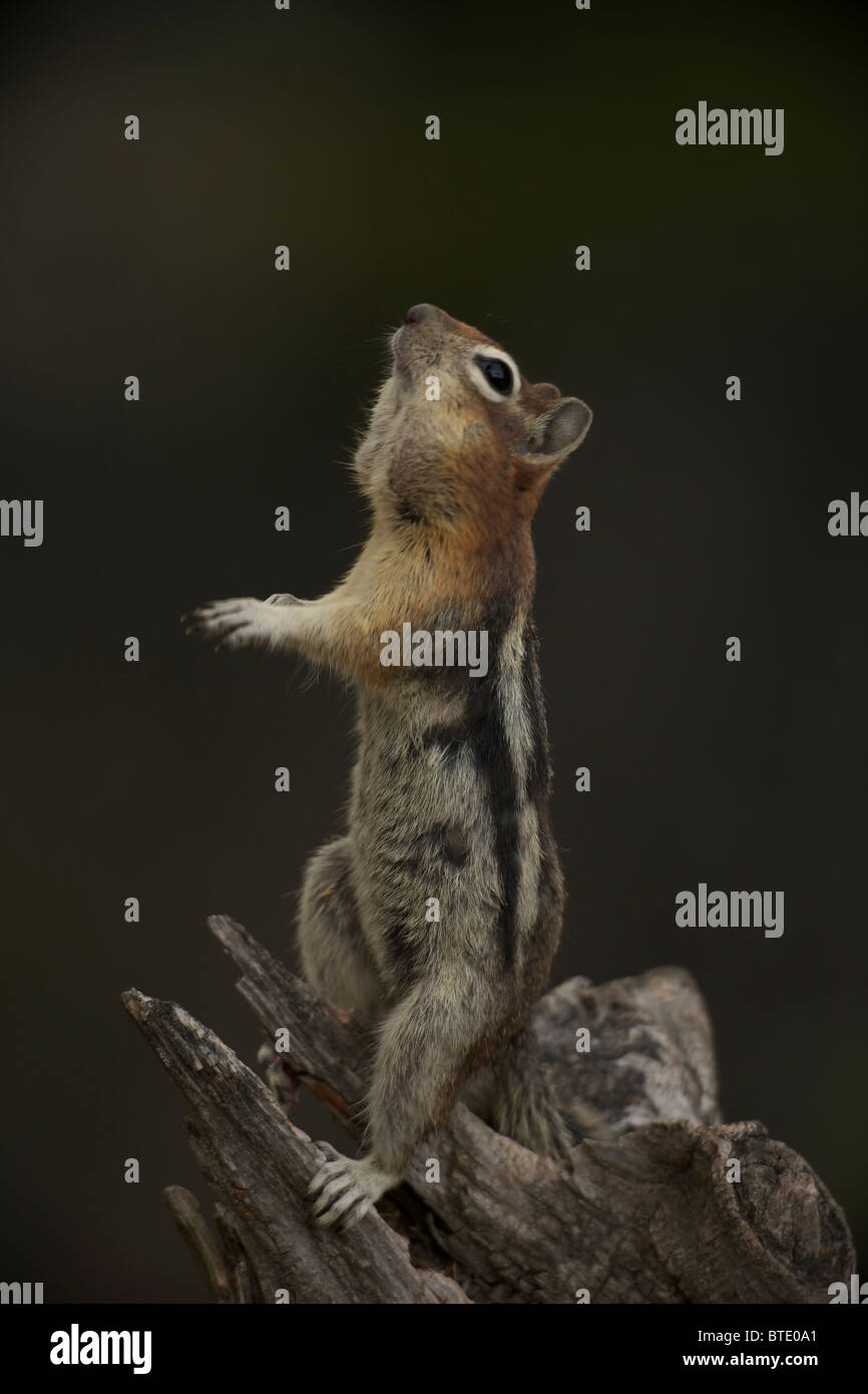 Golden mantle ground squirrel High Resolution Stock Photography and ...