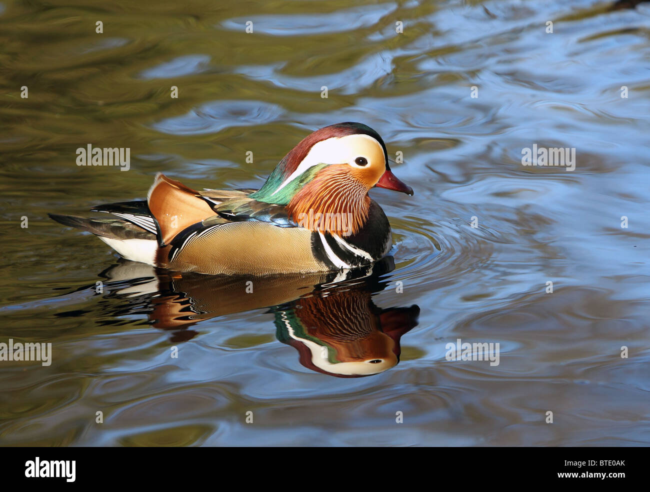 Mandarin Duck on he water Stock Photo - Alamy