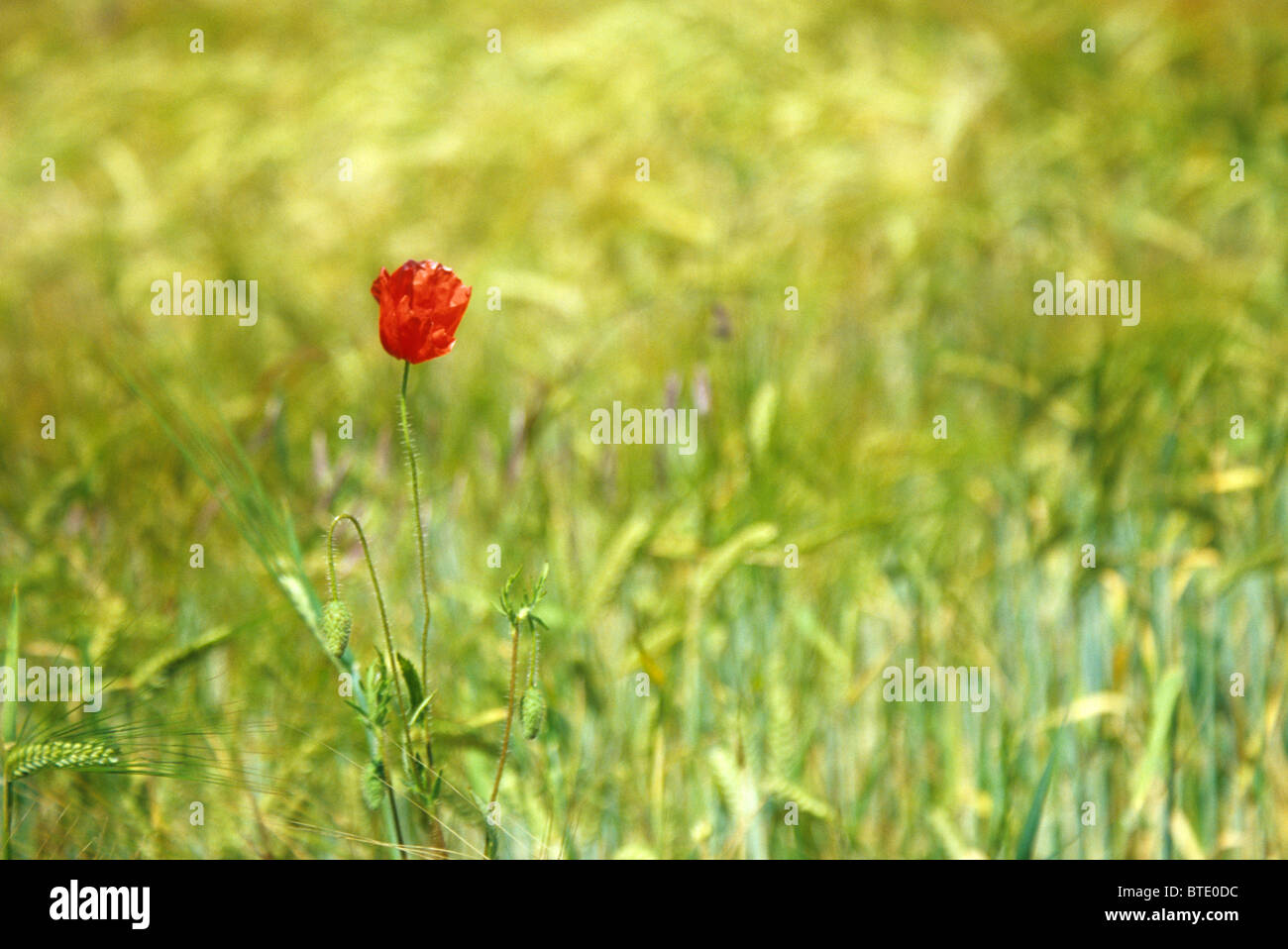 Single Poppy in a Wheat Field Stock Photo - Alamy