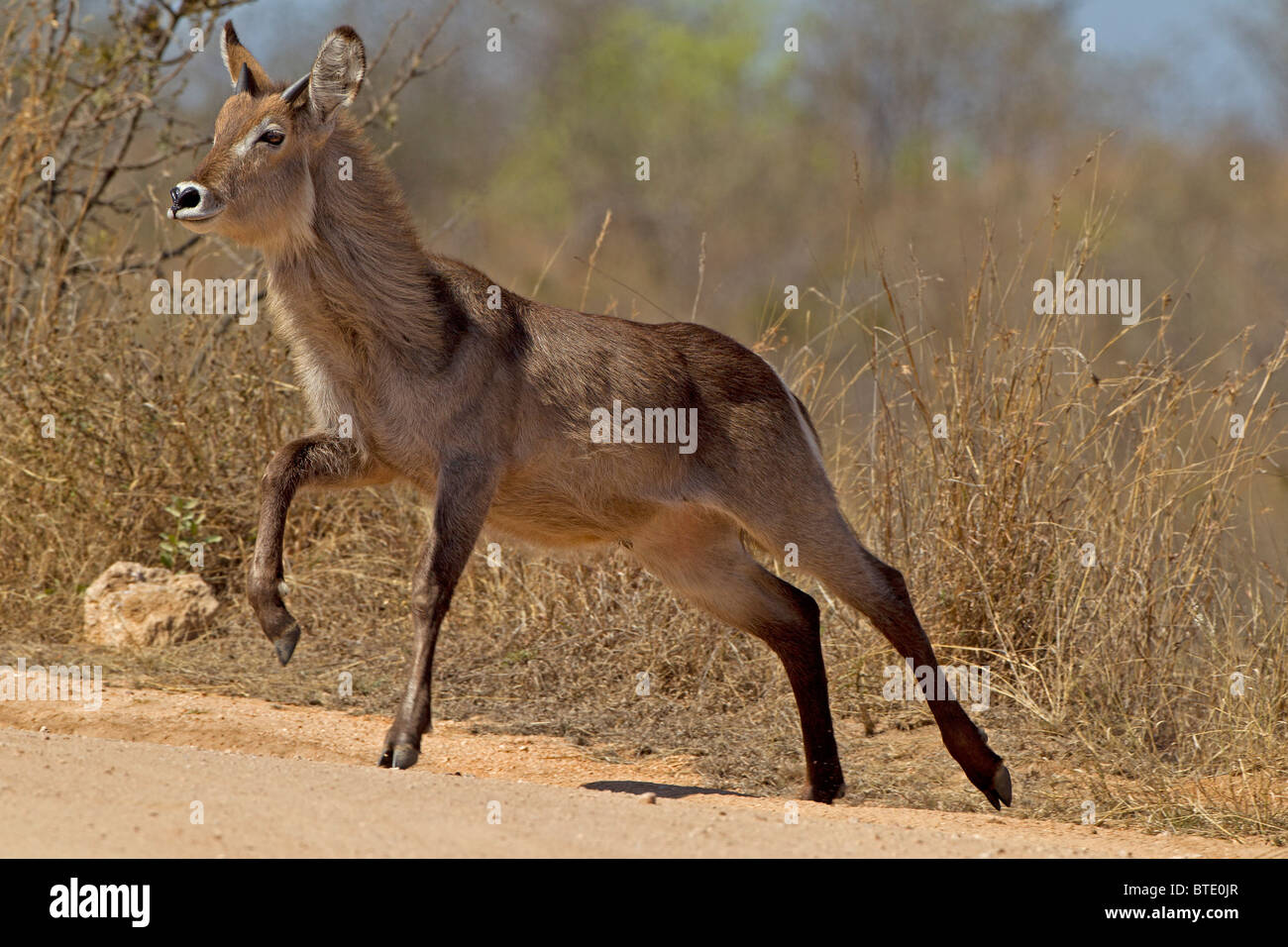 Waterbuck running hi-res stock photography and images - Alamy