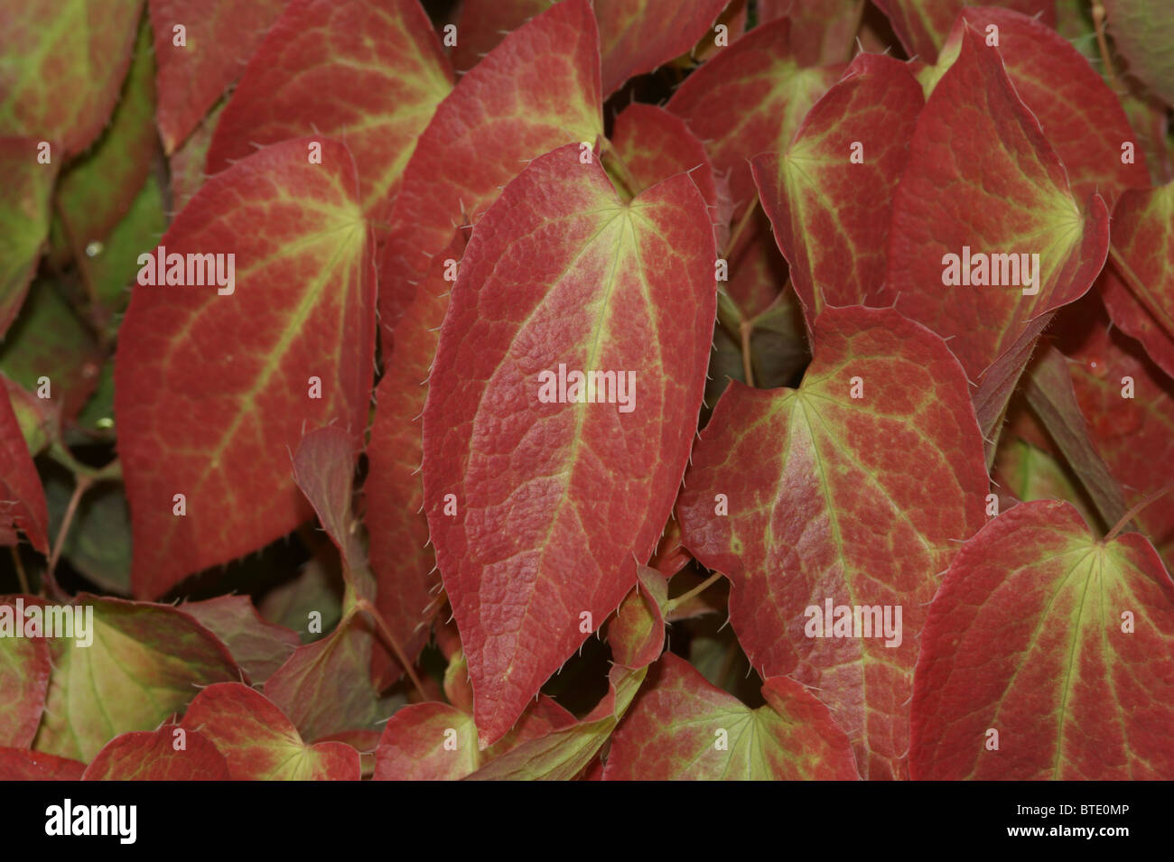 Epimedium hi-res stock photography and images - Alamy