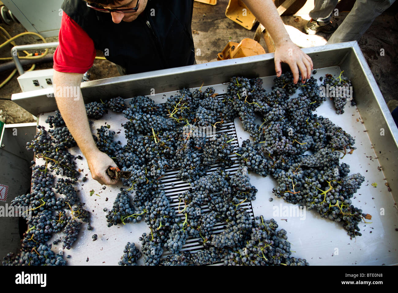 Man sorting through bunches of grapes on a conveyor belt of a machine ...