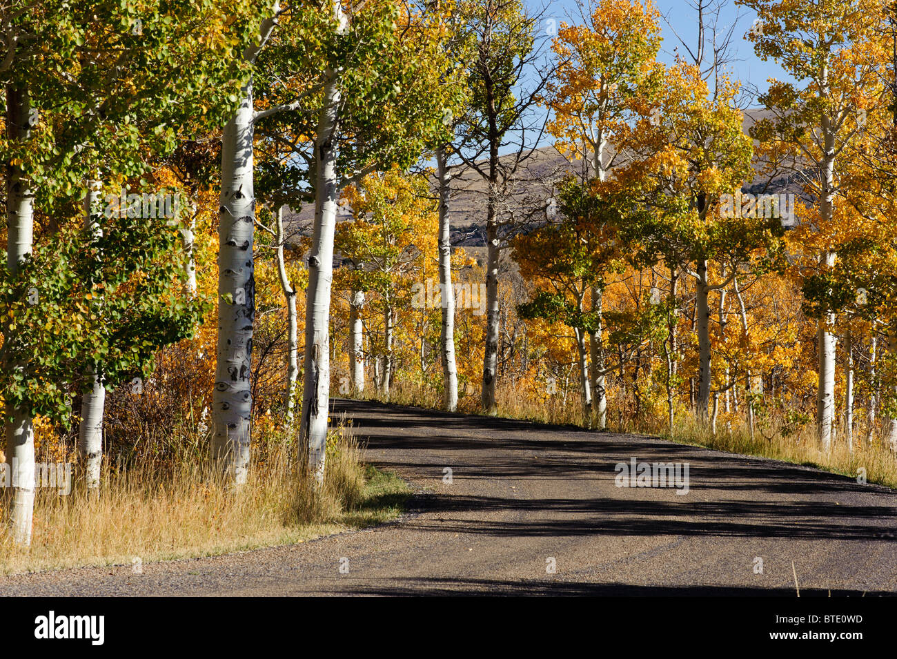 Aspen trees turning color for fall in northern Nevada, brilliant gold ...