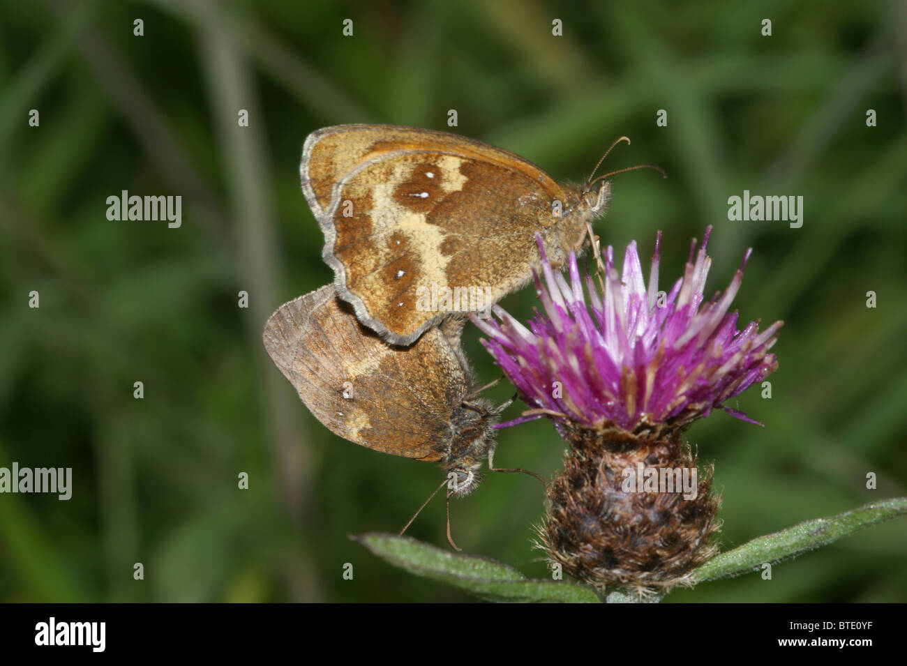 Gatekeeper Butterfly Pyronia tithonus Stock Photo - Alamy