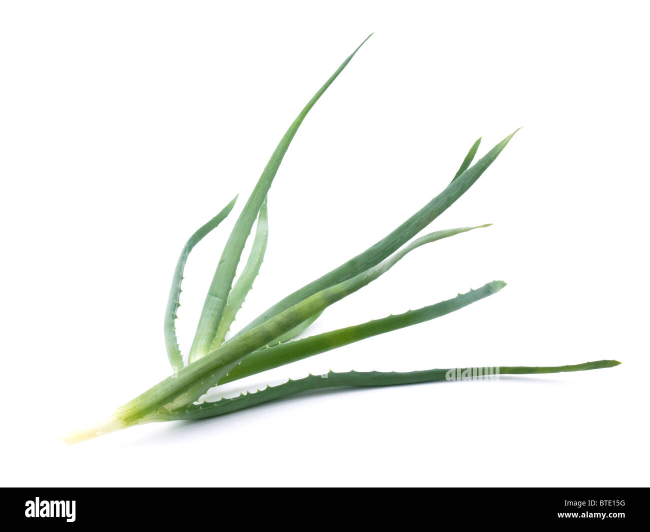 Green aloe leaf on Cut Out Stock Images & Pictures - Alamy