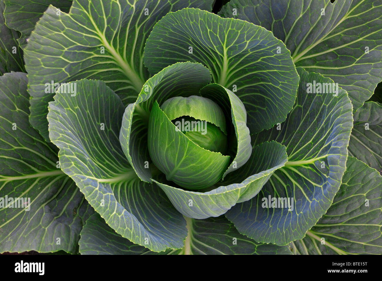 Brassica oleracea var f alba hi-res stock photography and images - Alamy