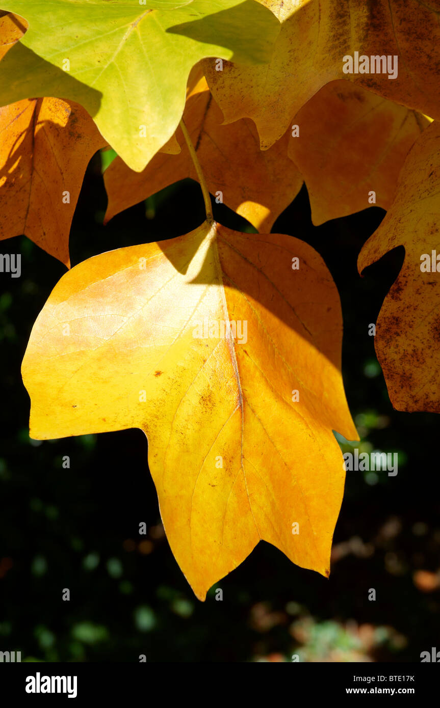 large yellow autumn leaves Stock Photo - Alamy
