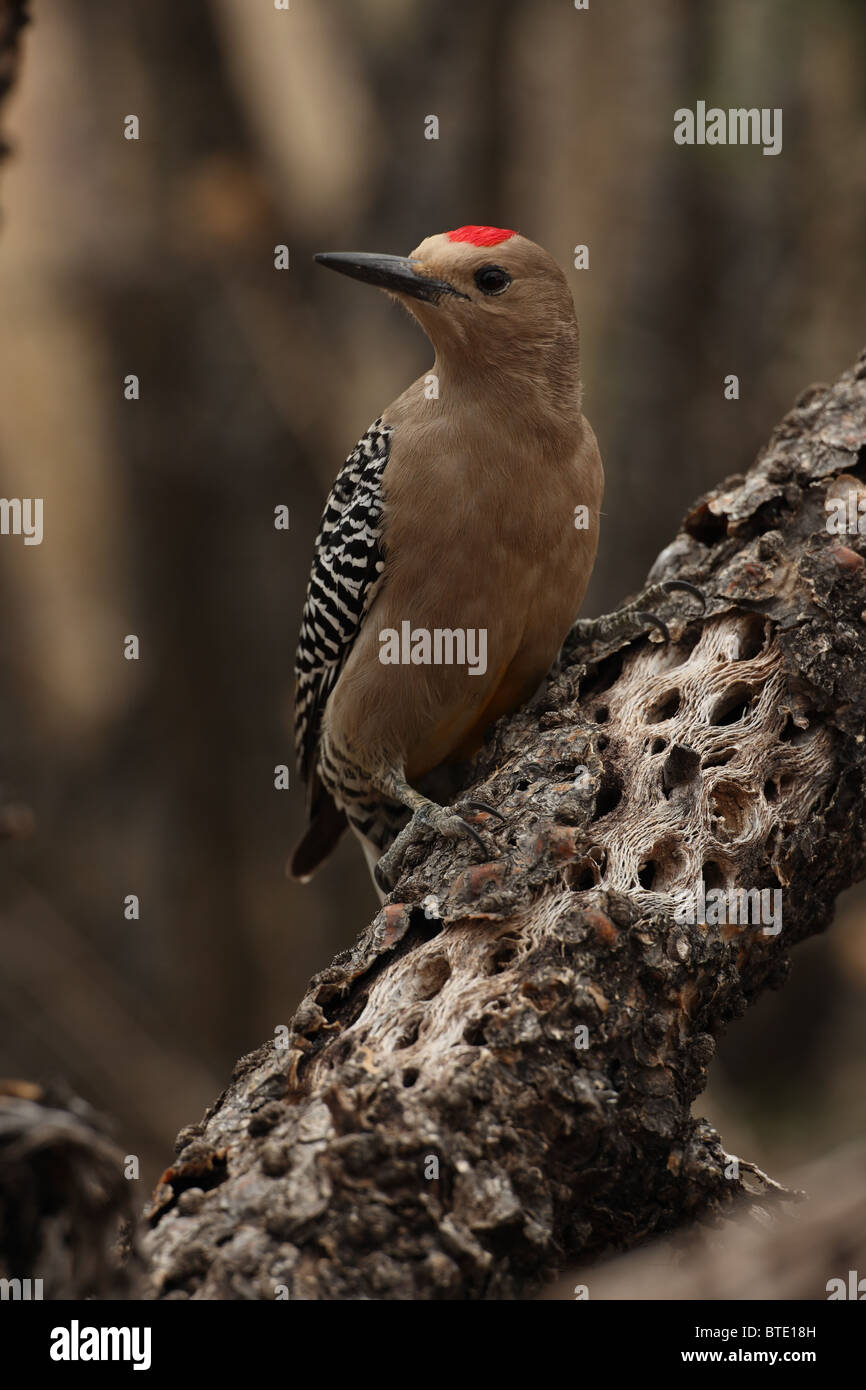Gila Woodpecker (Melanerpes uropygialis) Sonoran Desert -Arizona -USA ...