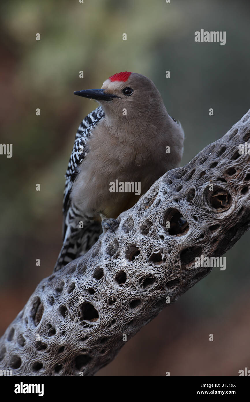 Gila Woodpecker (Melanerpes uropygialis) Sonoran Desert -Arizona -USA ...