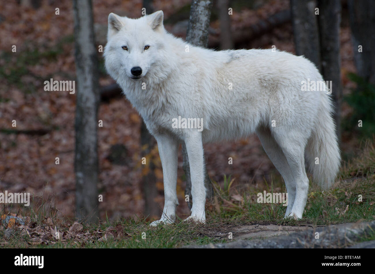 An Arctic Wolf Stock Photo - Alamy