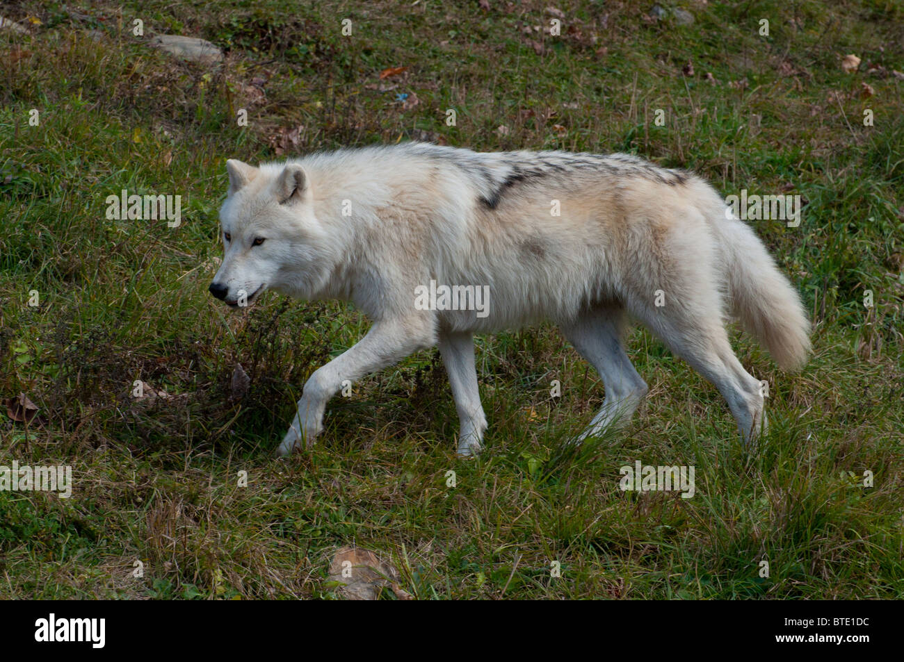 Carnivore arctic hi-res stock photography and images - Alamy