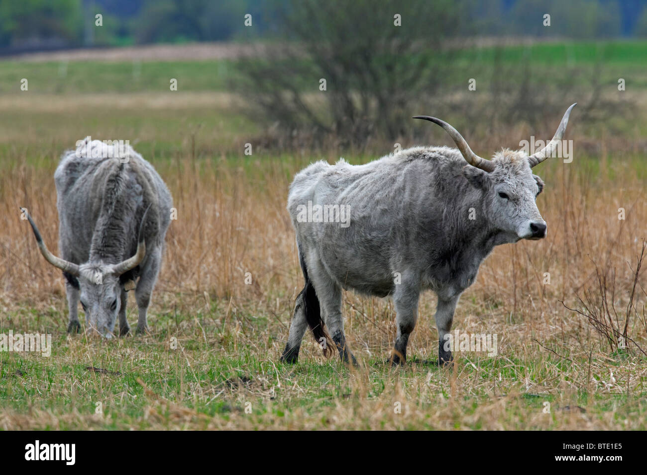 Hungarian Grey Cattle / Hungarian Steppe Cattle (Bos primigenius / Bos ...