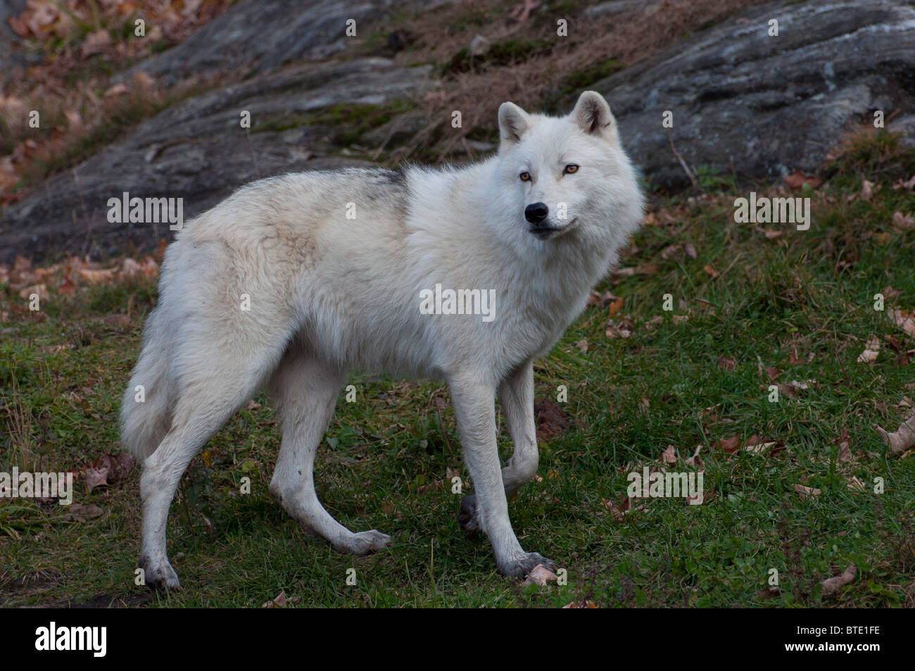 An Arctic Wolf Stock Photo - Alamy