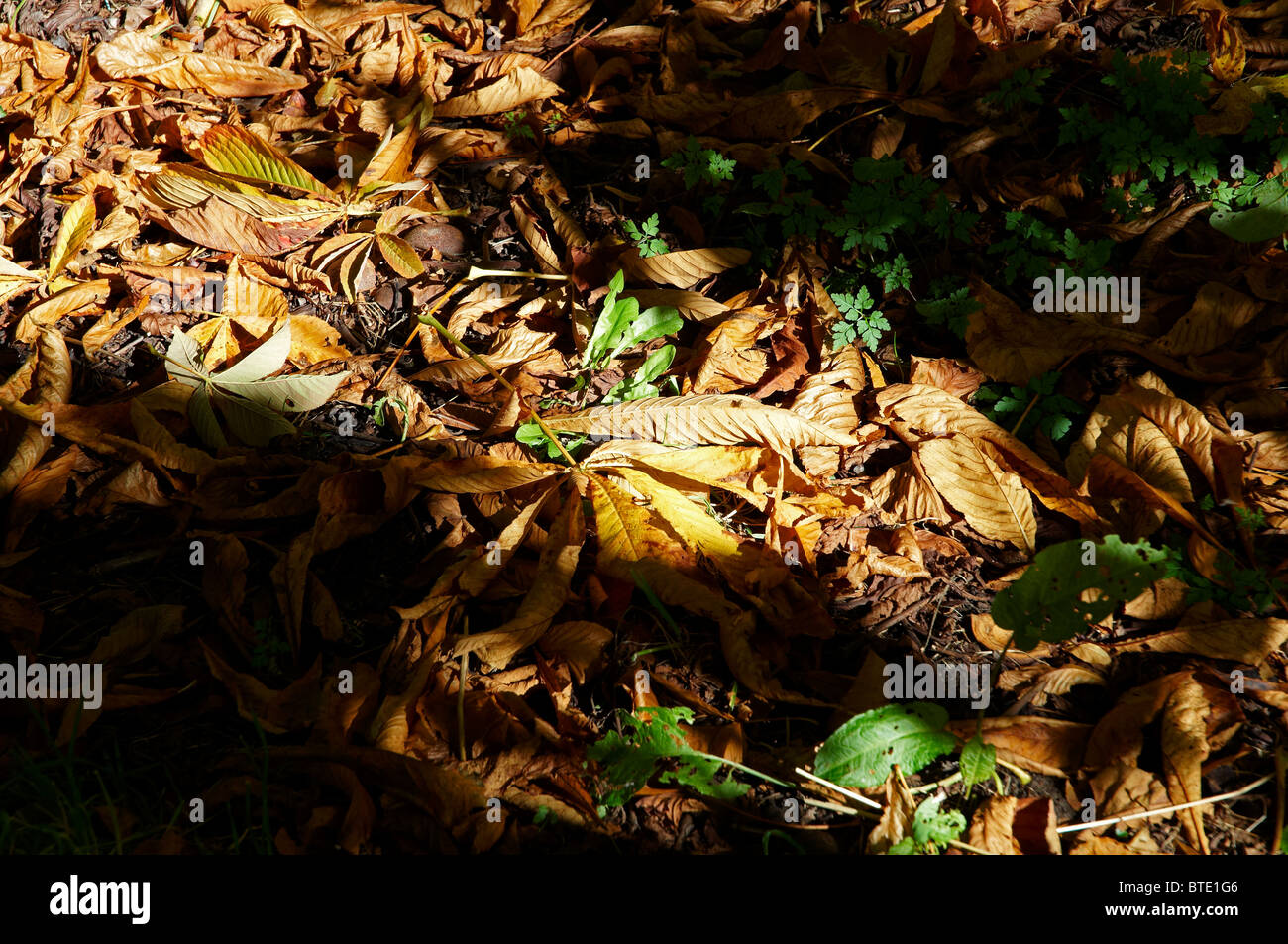 Fallen leaves showing form and autumnal colours with sunlight and ...