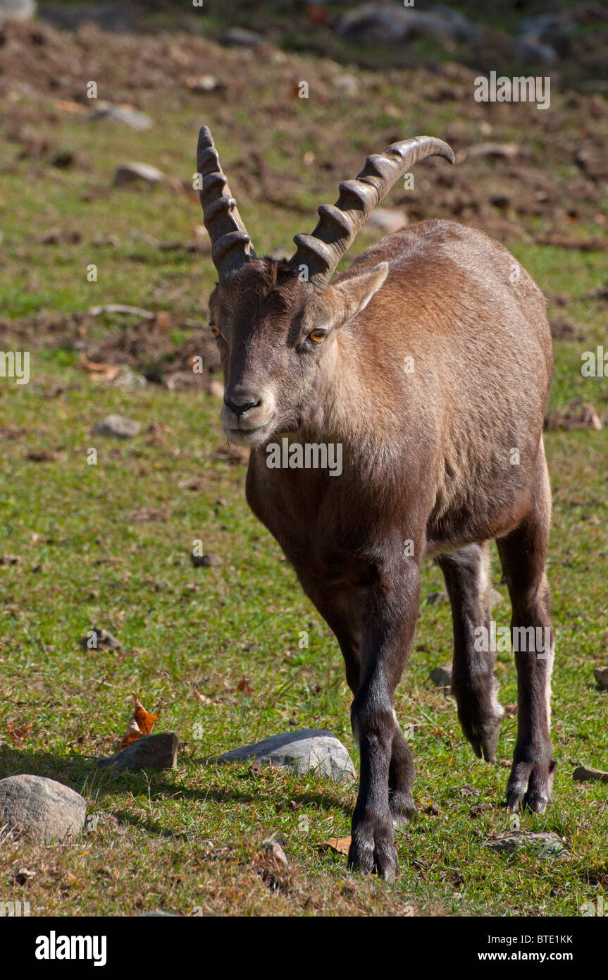 A female Alpine Ibex Stock Photo - Alamy