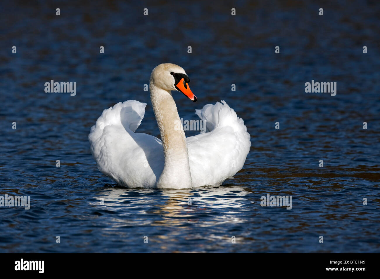 Mute swan (Cygnus olor) on lake showing busking threat display, Germany ...