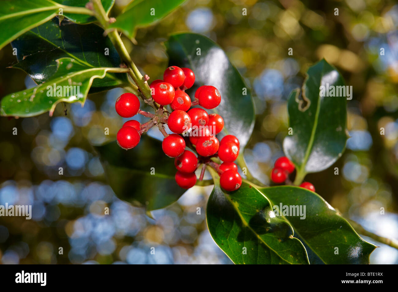 Red holly berries Stock Photo - Alamy