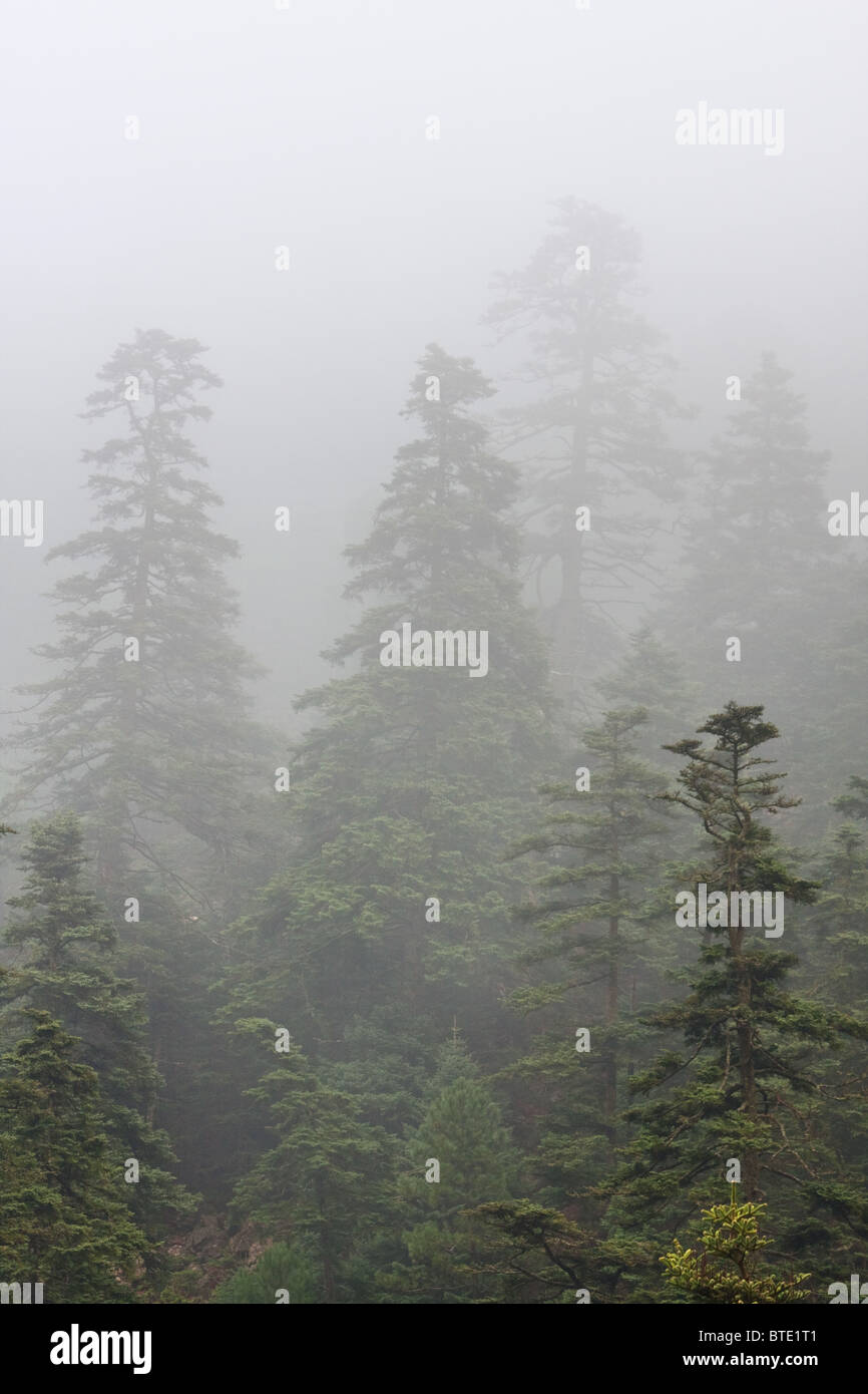 Abies pinsapo (Spanish Fir) trees in the Sierra Bermeja mountains ...