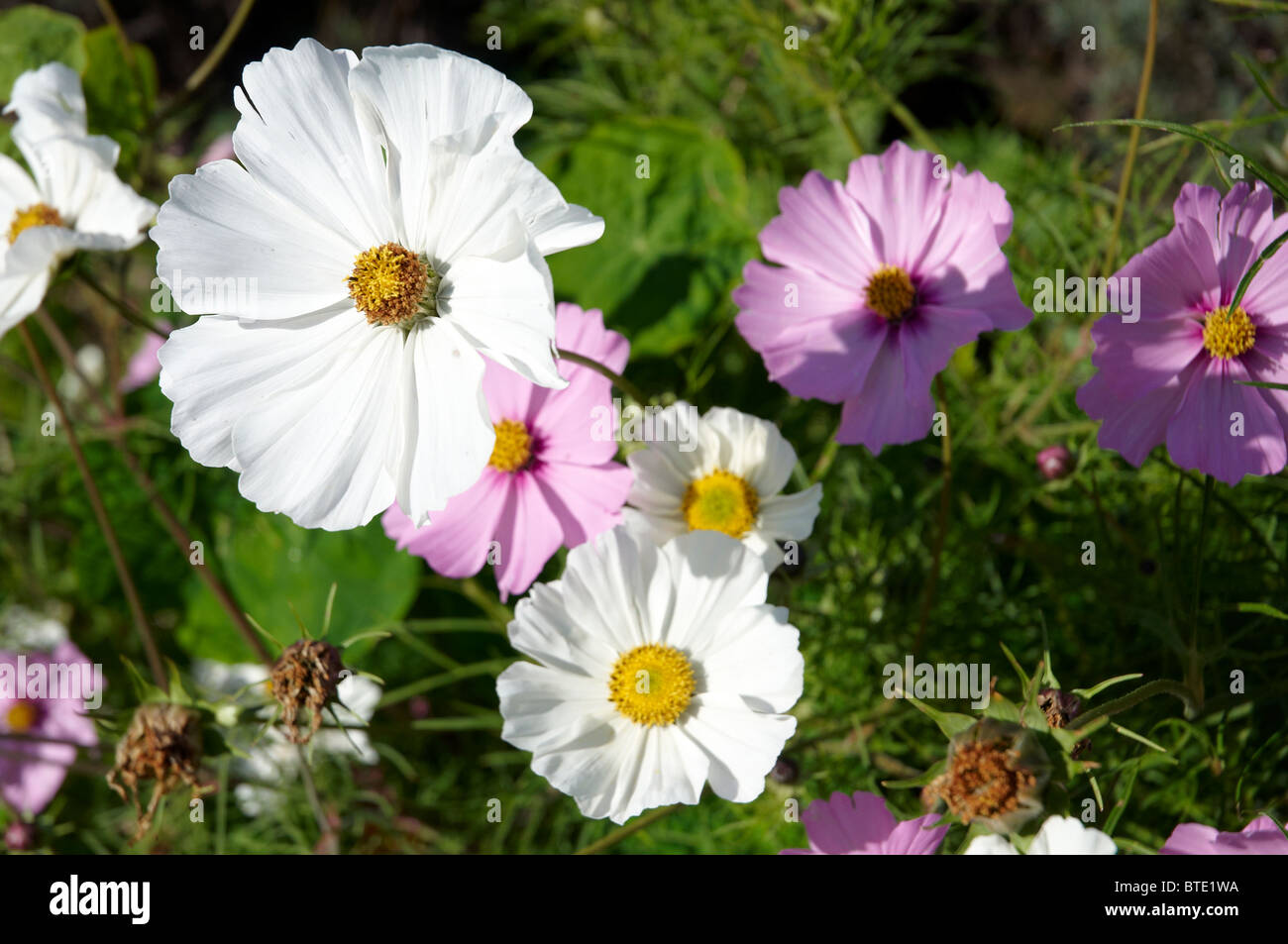 Anemone Hupehensis an autumn flowering variety in an English cottage ...