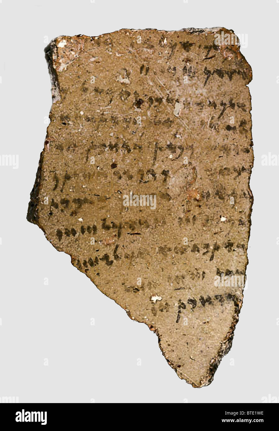 Ostraca ostraca hi-res stock photography and images - Alamy