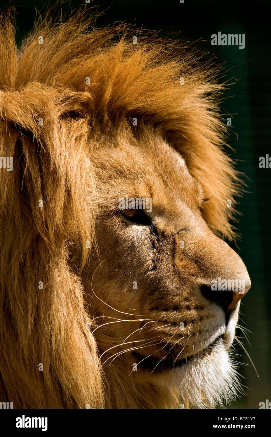 Portrait of a male Lion Stock Photo - Alamy