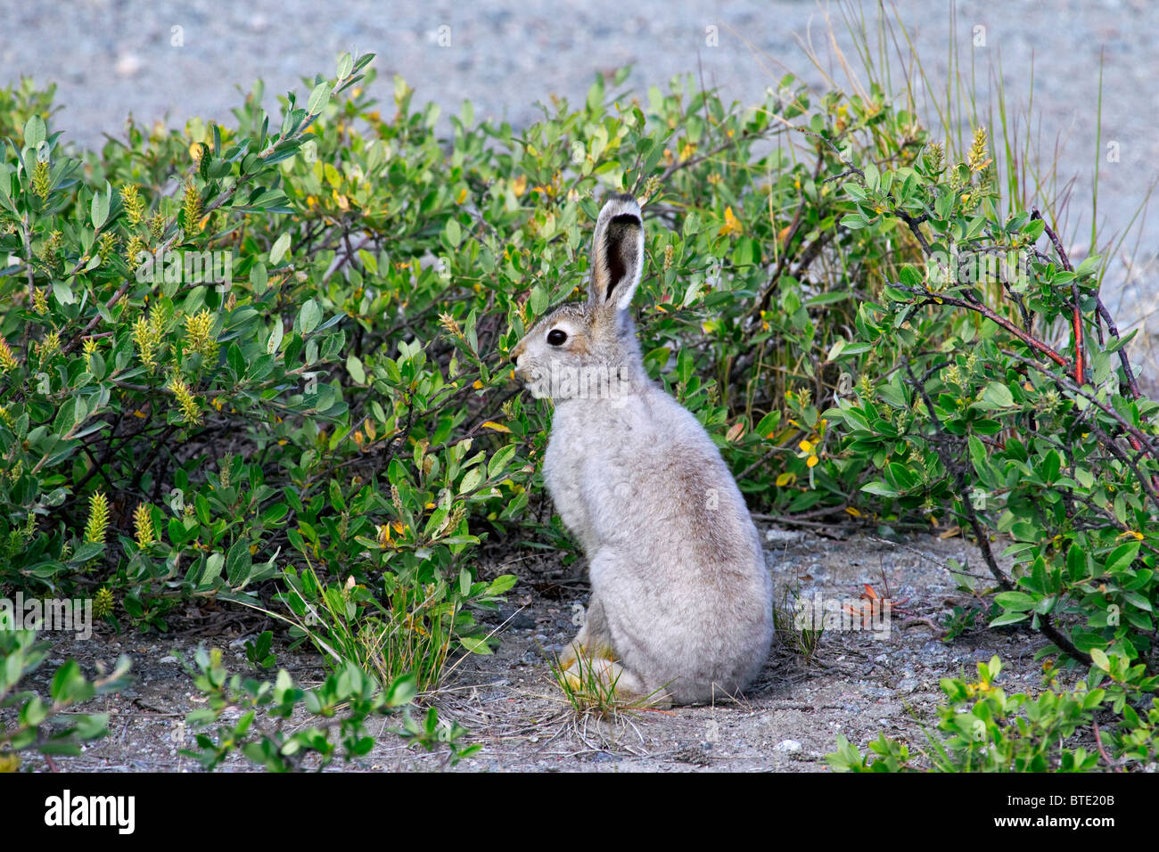 Arctic hare summer hiding hi-res stock photography and images - Alamy