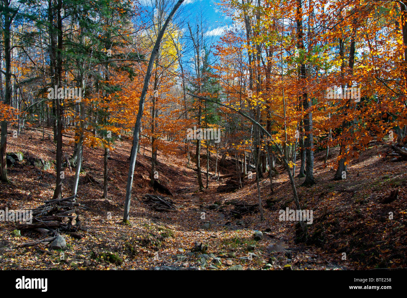 A hillside in Autumn Stock Photo - Alamy