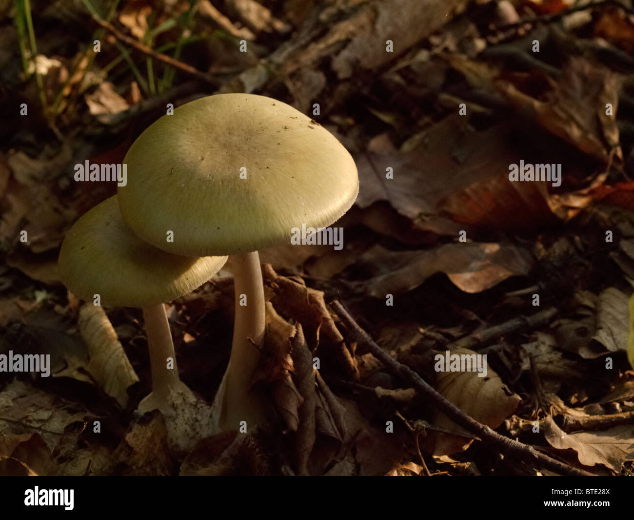 Amanita phalloides death cap mushroom hi-res stock photography and ...