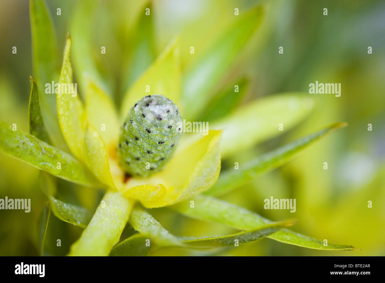 protea leucadendron discolor golden cone flower Stock Photo - Alamy
