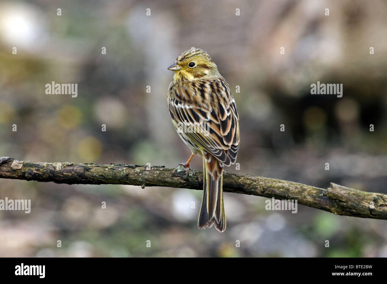 Yellowhammer (Emberiza citrinella) - female perched Stock Photo - Alamy