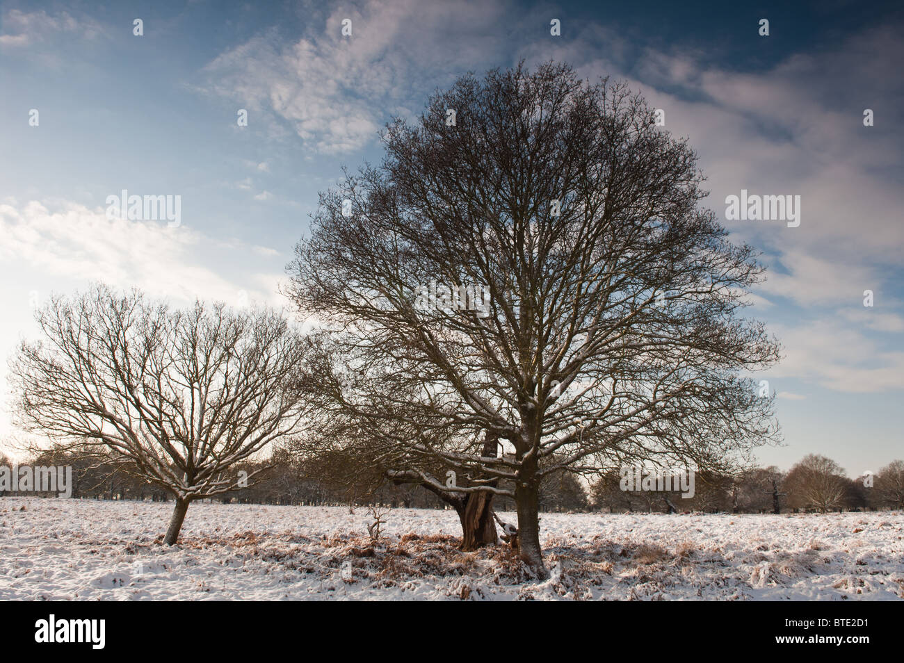 snowy winter trees in Richmond Park, London Stock Photo - Alamy