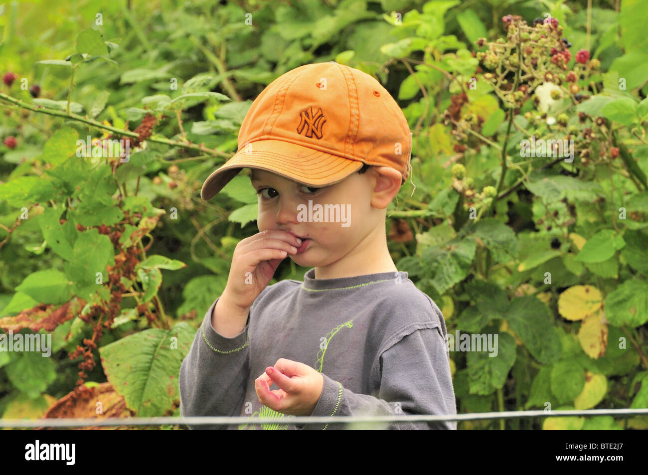 One boy child 5 yrs picking ,eating Blackberries Stock Photo - Alamy