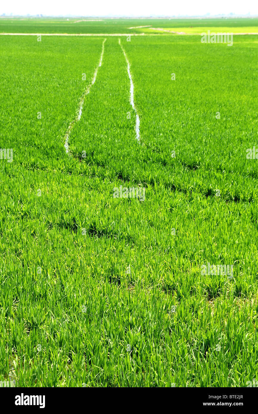 Valencia rice field hi-res stock photography and images - Alamy