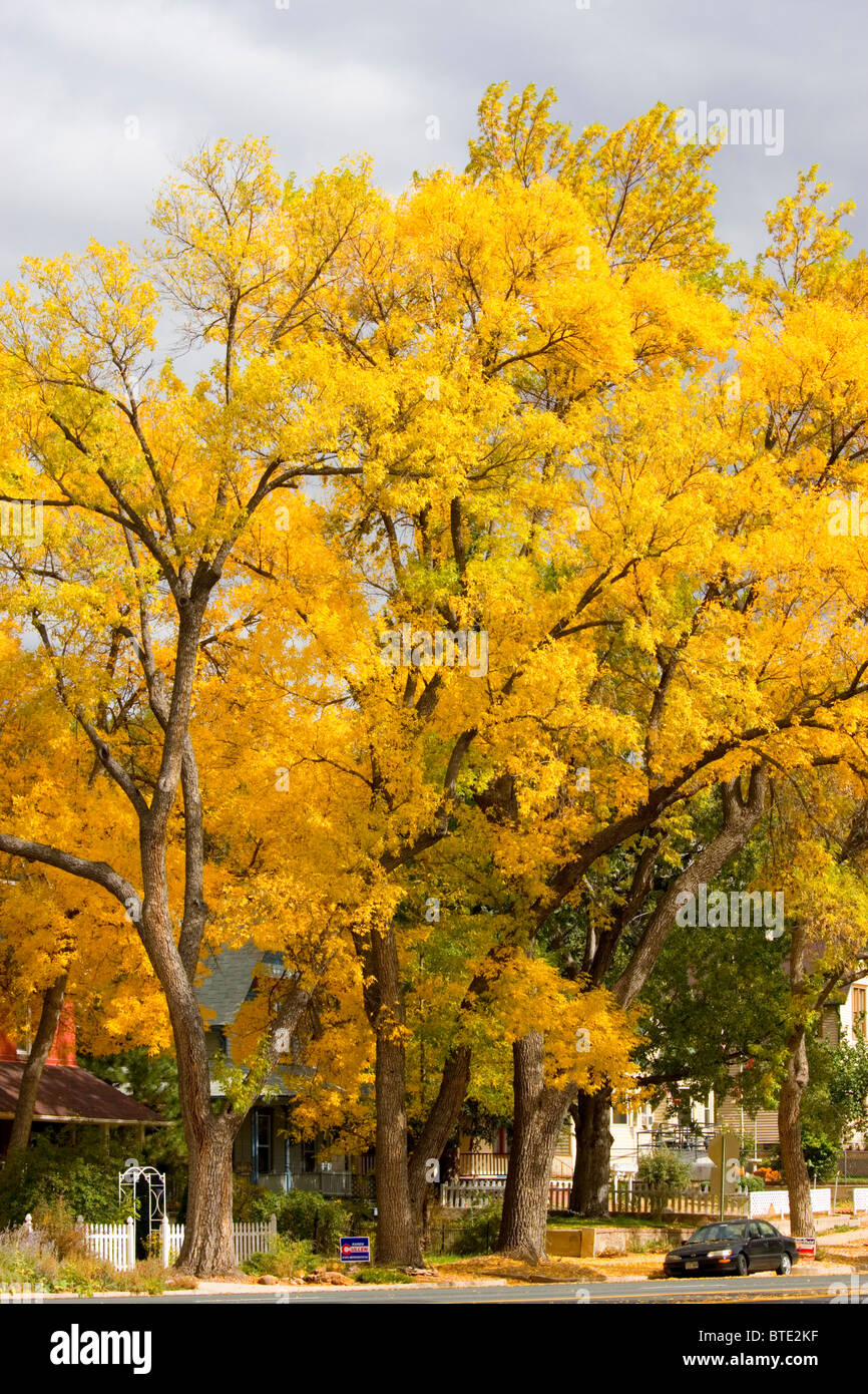 Political Autumn Neighborhood in Colorado Springs Stock Photo - Alamy