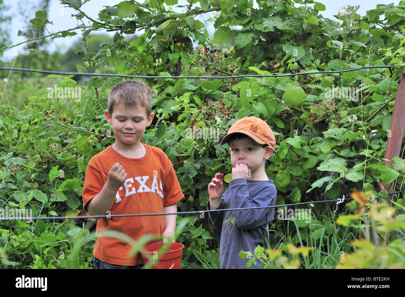 Two boy children picking ,eating Blackberries Stock Photo - Alamy