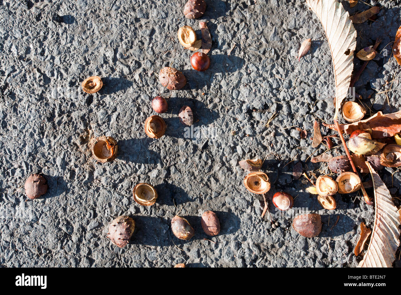 Conker shells hi-res stock photography and images - Alamy