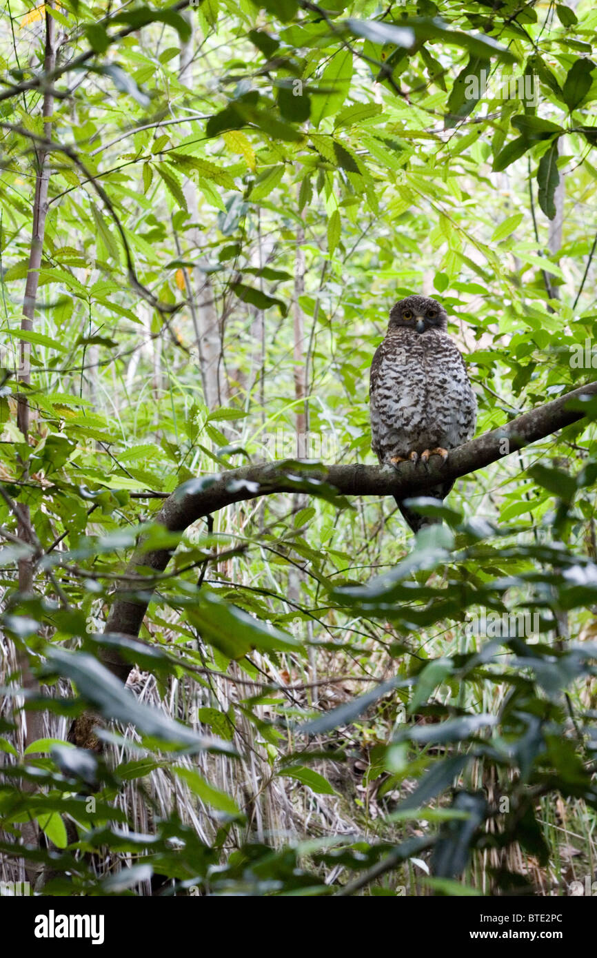 Ninox owl hi-res stock photography and images - Alamy