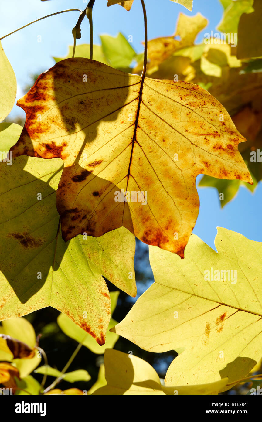 large yellow autumn leaves Stock Photo - Alamy