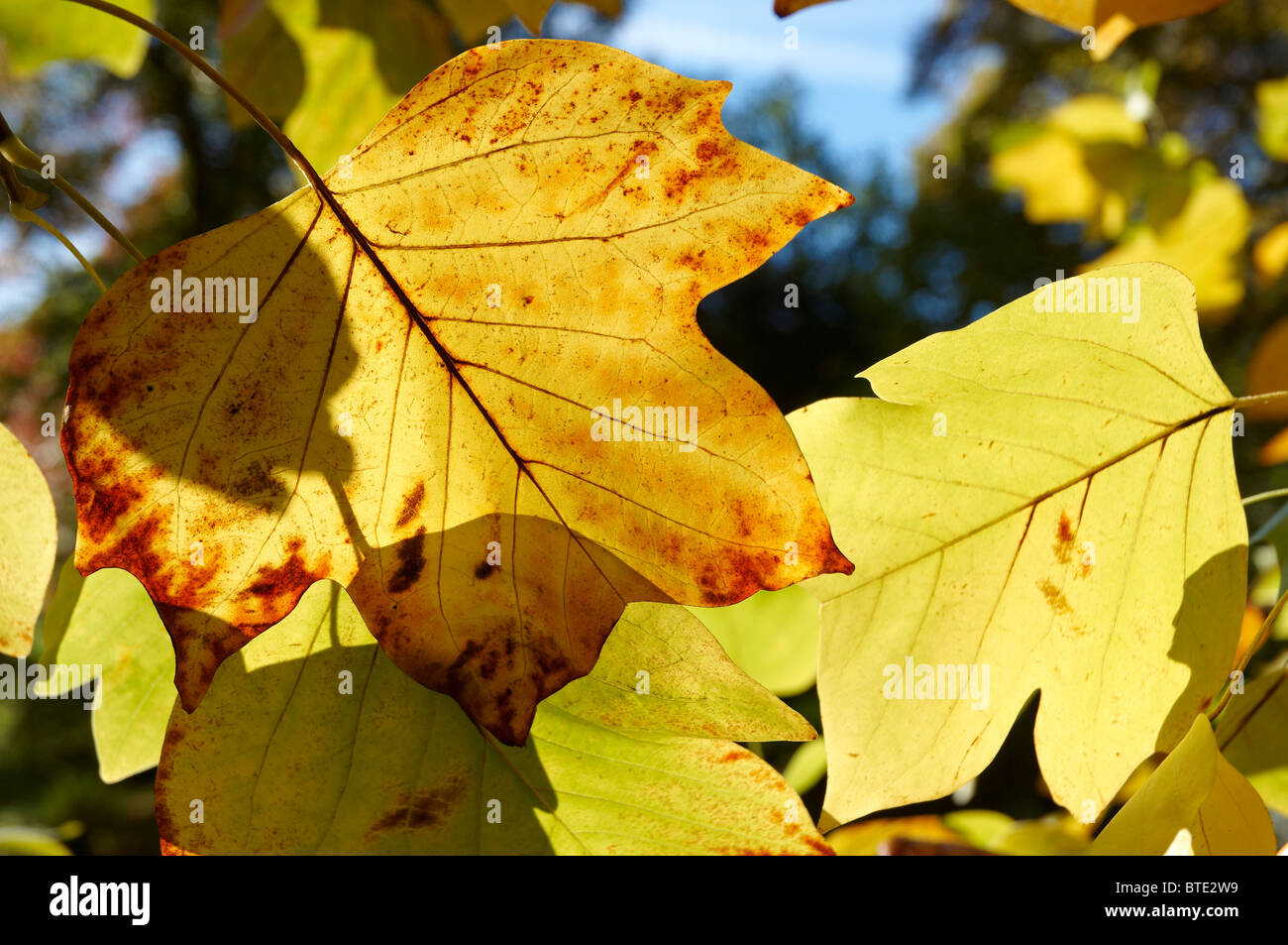 large yellow autumn leaves Stock Photo - Alamy
