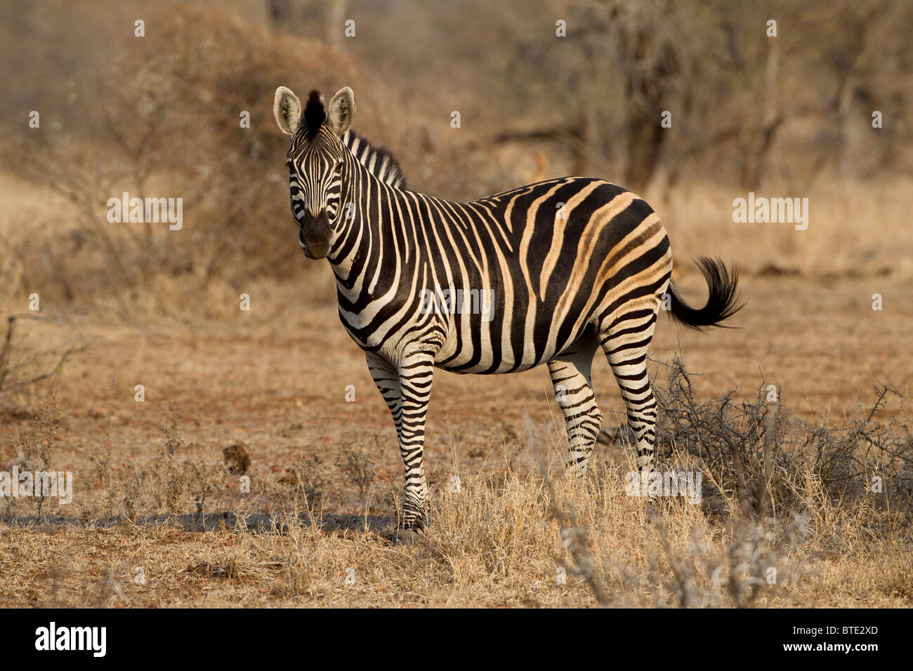 South African Zebra