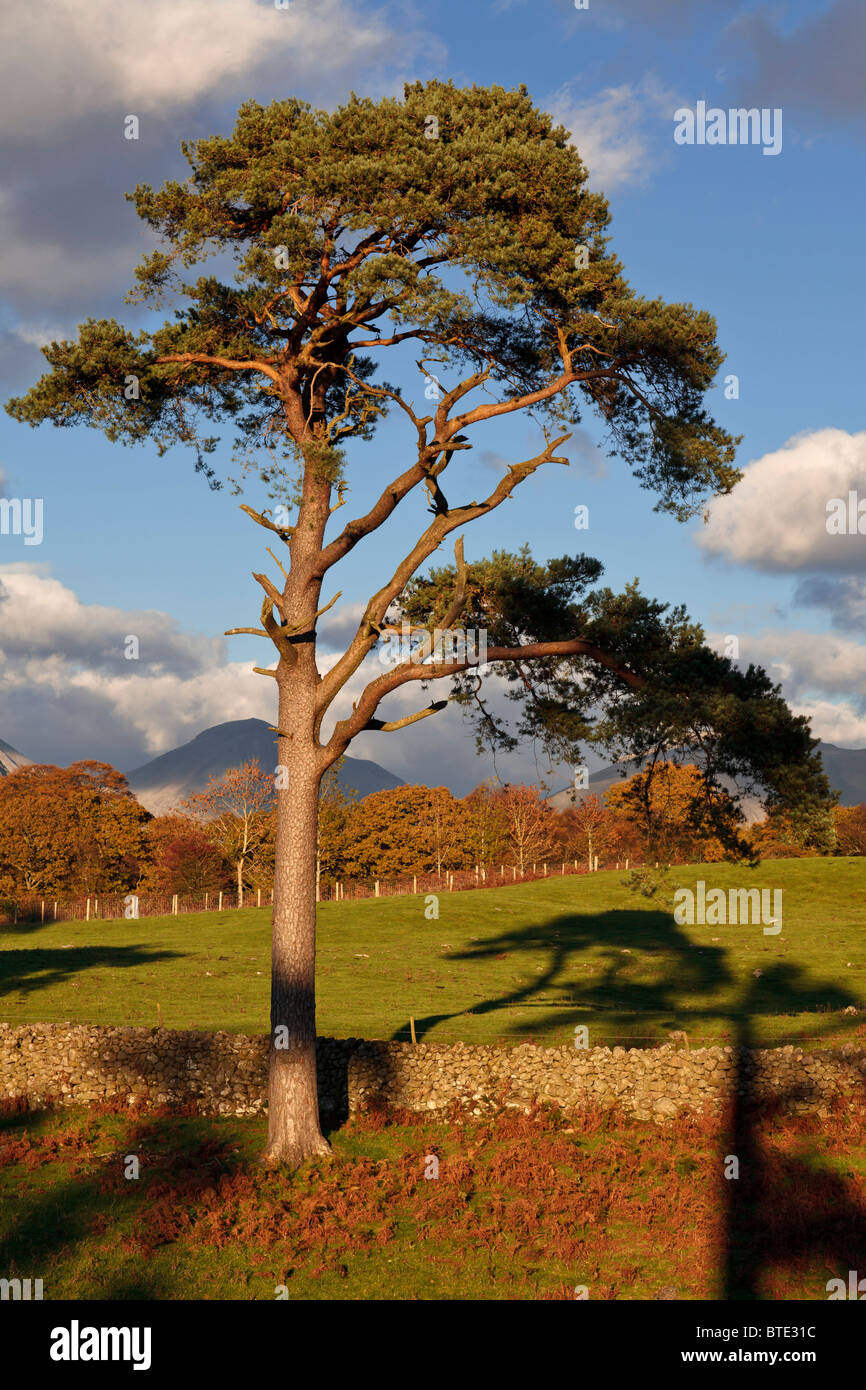 Scots pine trees lake district hi-res stock photography and images - Alamy