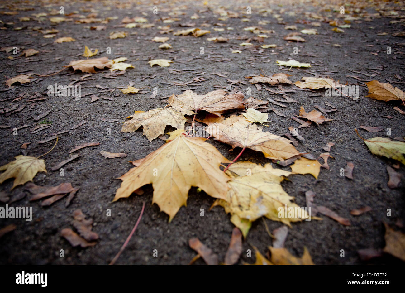 Autumn leaves on the ground Stock Photo - Alamy