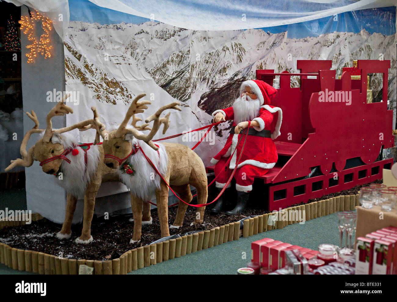 Santa Claus with two Reindeer pulling a red sleigh in Christmas display in garden centre in UK ...