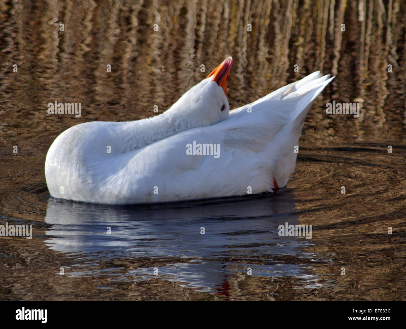 Welsh marshes hi-res stock photography and images - Alamy