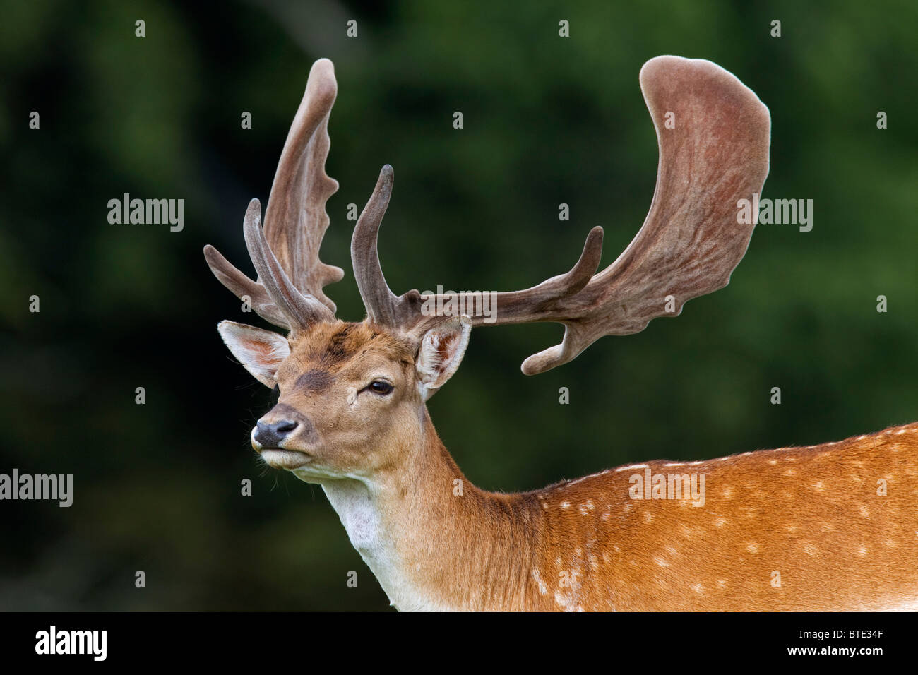 Fallow Deer Stag