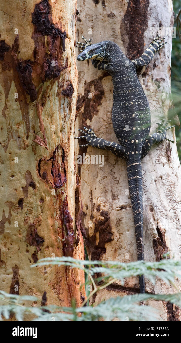 Lace Monitor (Varanus varius), on a Scribbly Gum Eucalyptus tree, Royal ...